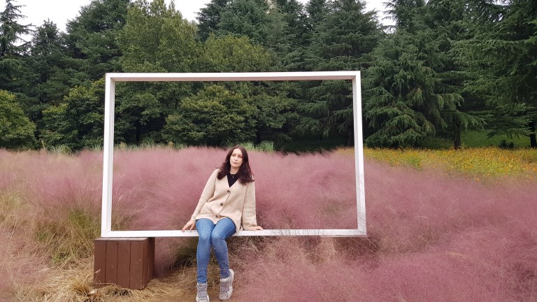 Visit and Travel in Daegu! Korean Pink Muhly Photo Spots – Dig In Daegu