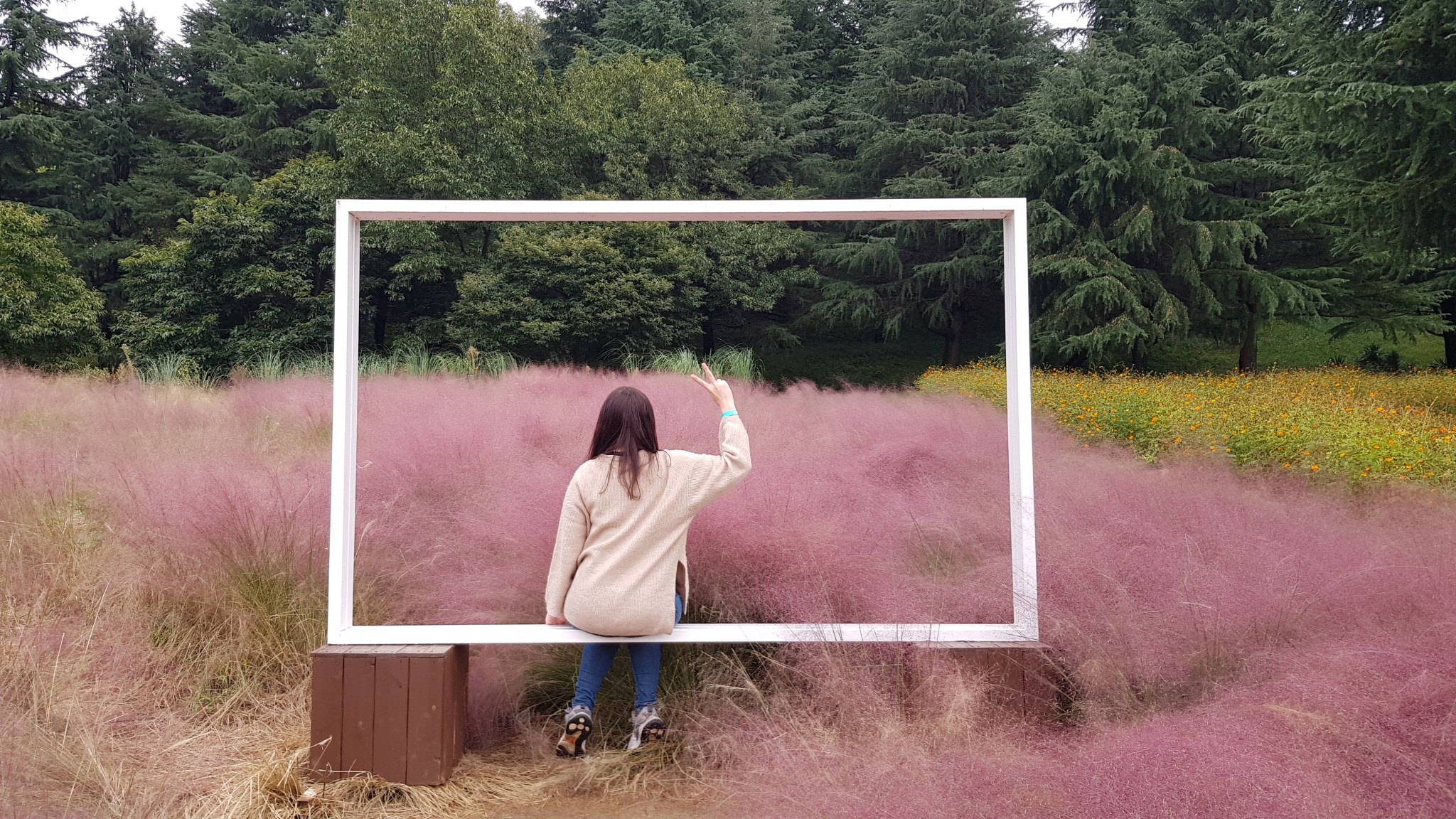 Visit and Travel in Daegu! Korean Pink Muhly Photo Spots – Dig In Daegu